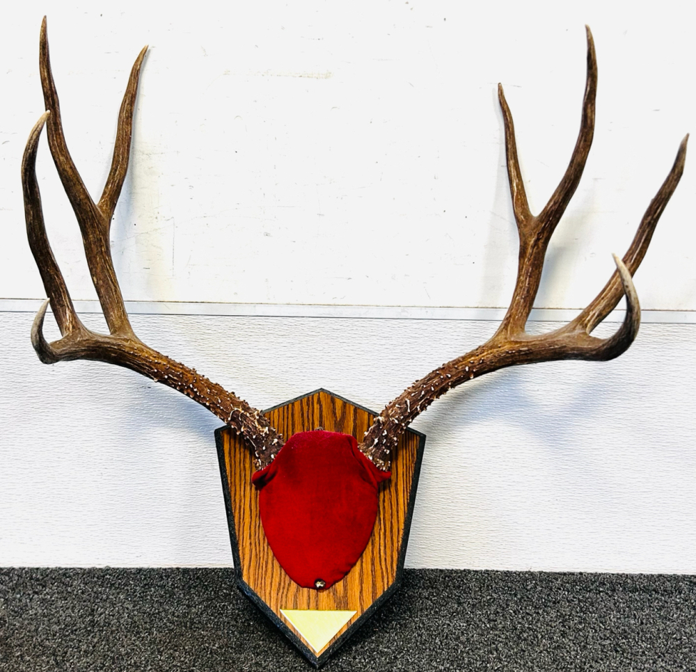 4x4 Mounted Deer Antlers